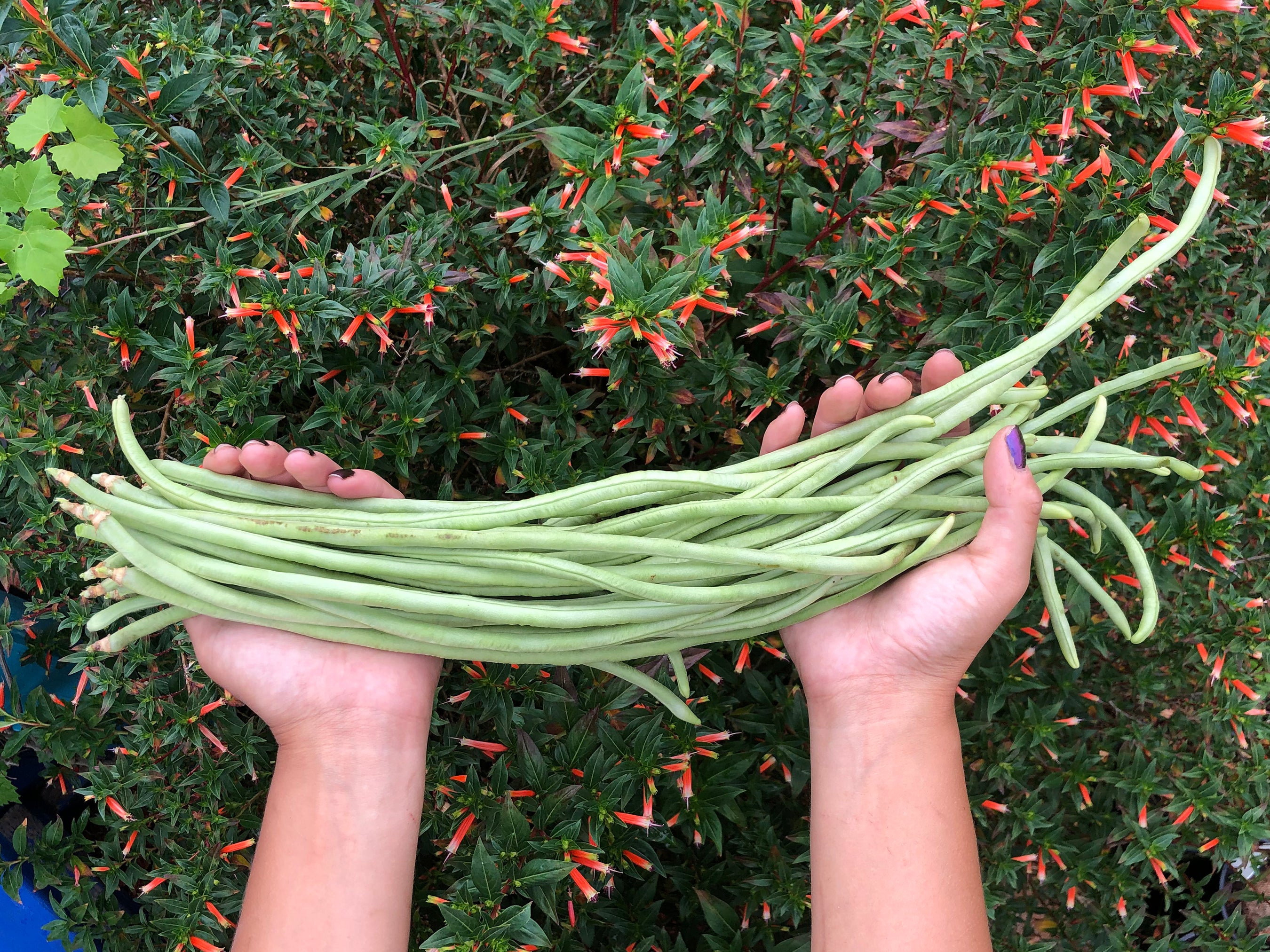 Beans - Yard Long, Cow Peas, Pigeon Peas – Jerra's Garden